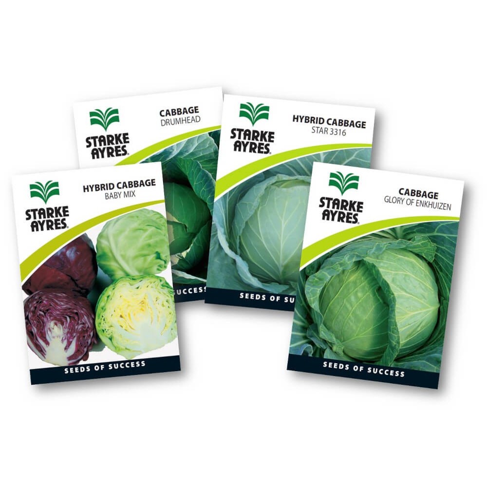 Seed Cabbage, - Cashbuild