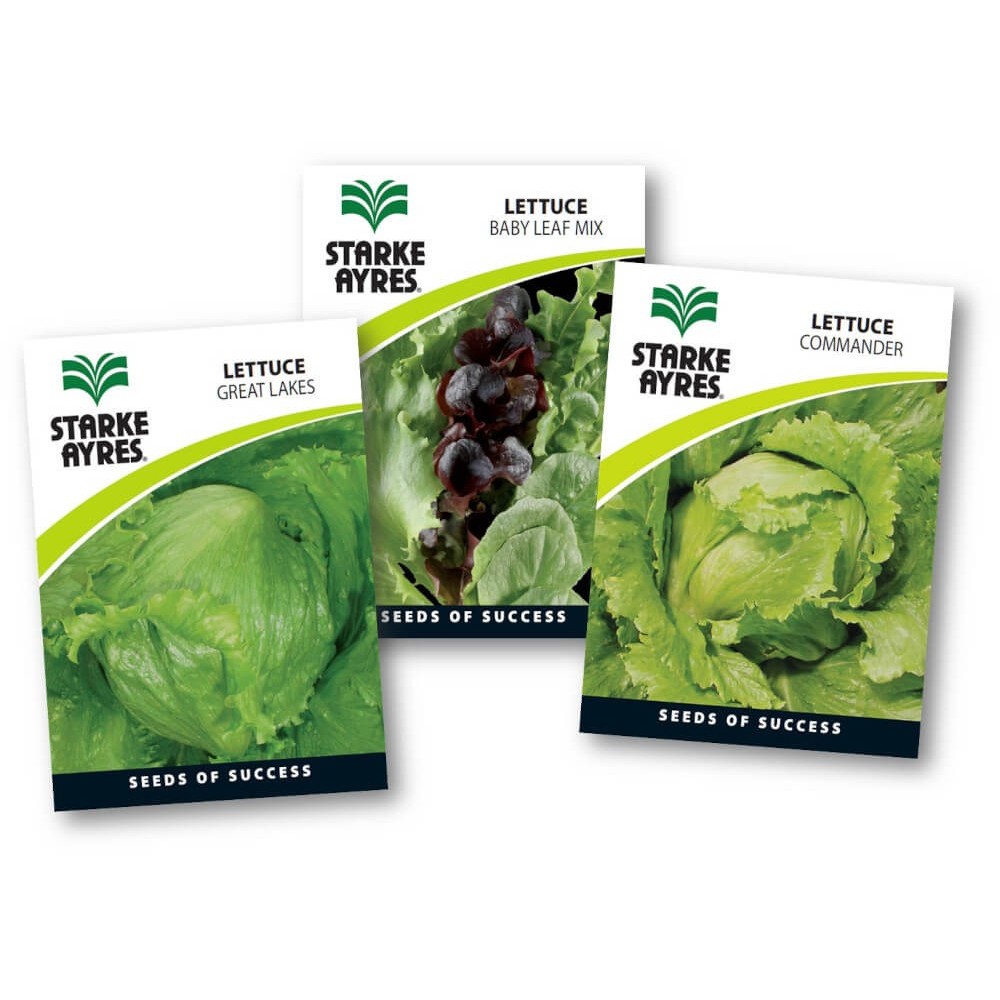 Seed Lettuce, - Cashbuild